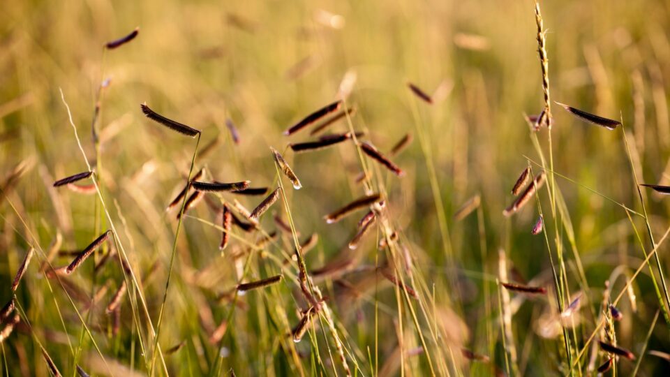 Native Iowa Grasses That May Stay Green Into Fall