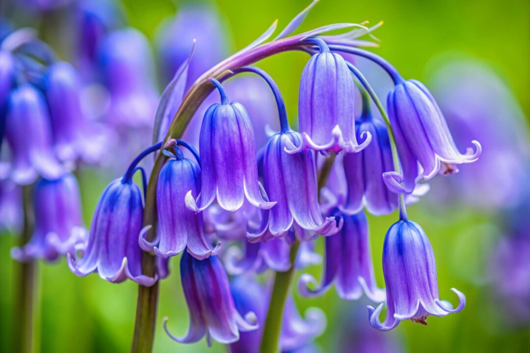 Native Vs Invasive Bluebell Flowers In Virginia Gardens