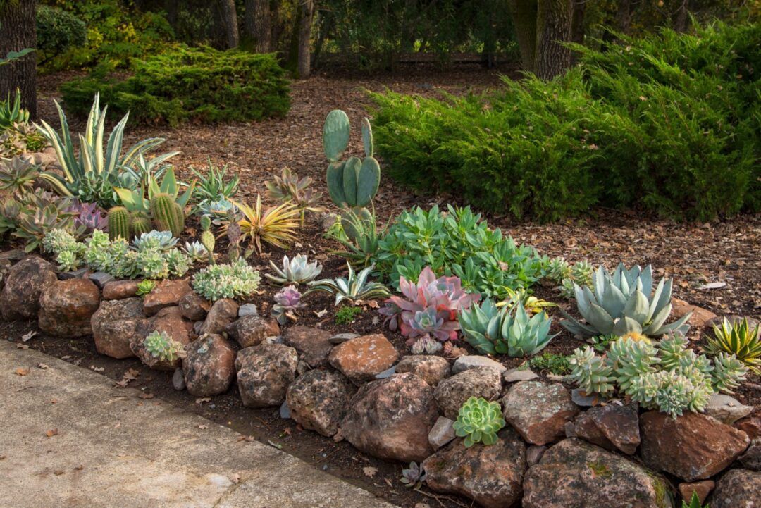 SUCCULENTS AND CACTUSES - Positivebloom