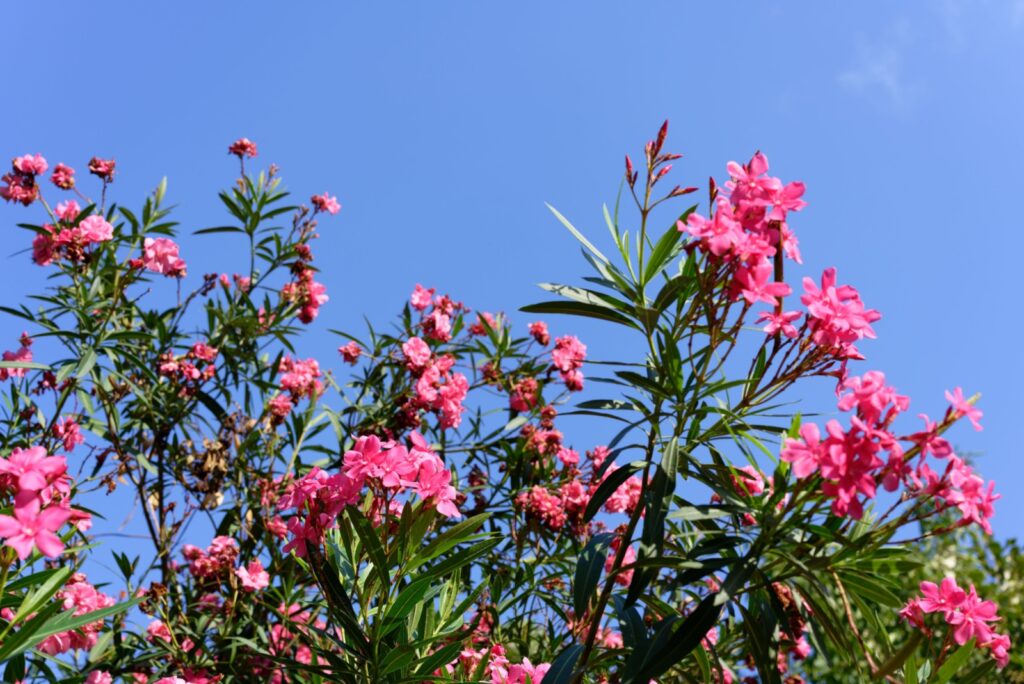 Plants You Should Never Let Grow Too Tall To Avoid HOA Trouble In Texas