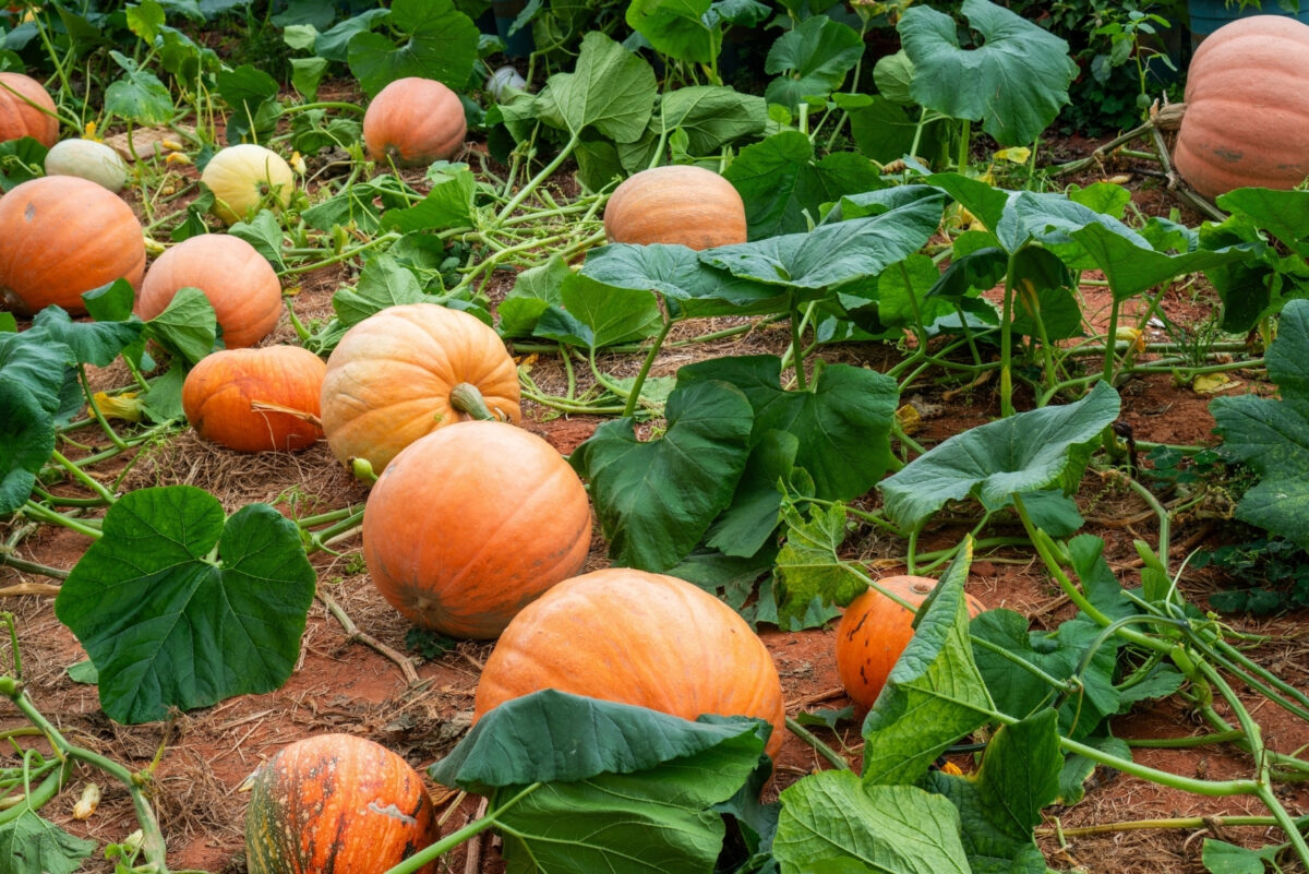 Quick Tricks To Keep Pumpkins From Rotting Early In Illinois