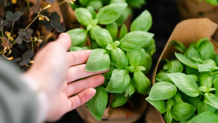 Reasons Your Basil Looks Droopy In Late Summer