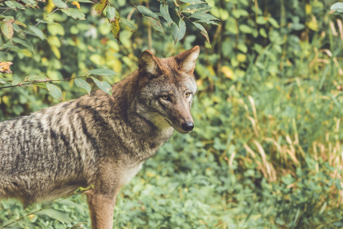 Smart Steps To Take If A Coyote Turns Up In Your New Jersey Yard (And 3 ...