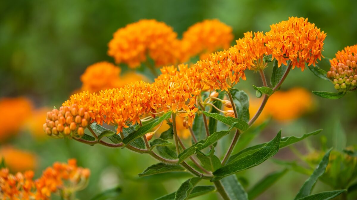 South Carolina Gardeners: Add These 18 Native Blooms Before Fall Hits