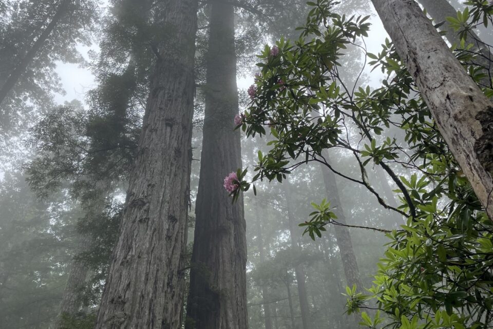 The Beauty Of Redwood Forests Shapes Small Oregon Towns