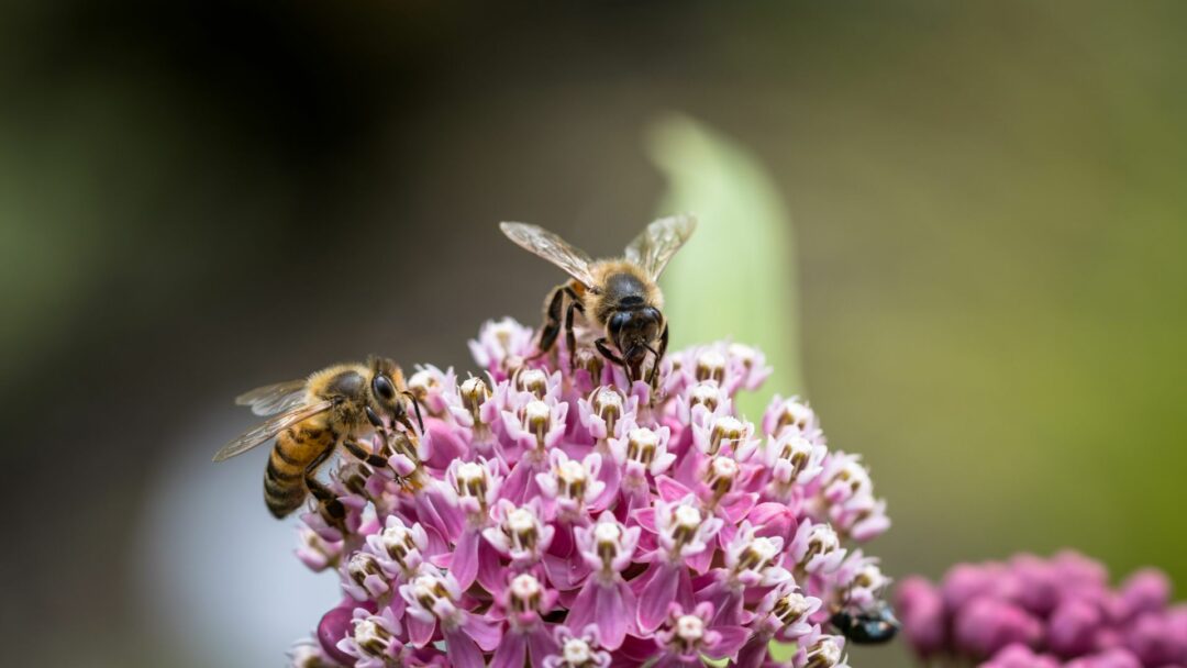 The Best August Wildflowers For Attracting Bees In Utah