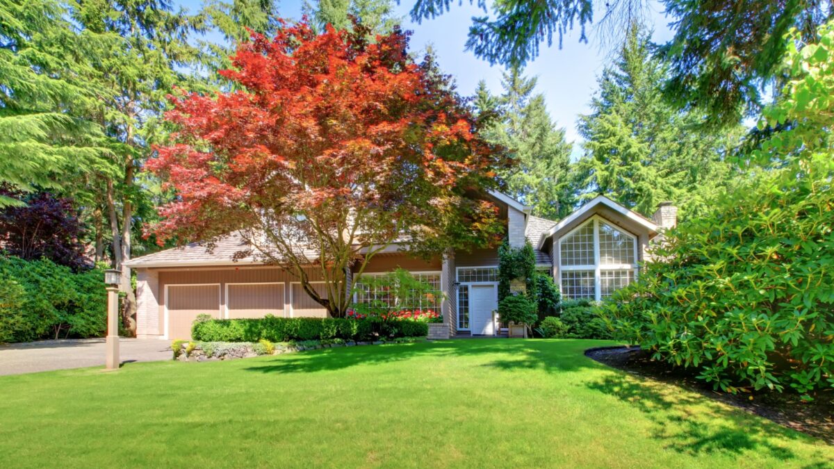 The Best Trees To Plant In Georgia Right Before Fall Rains Arrive