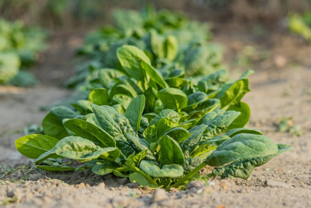The Easiest Fall Vegetables To Plant Right Now In Ohio