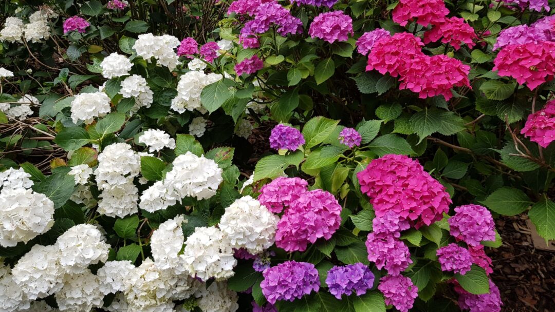 The Secret To Stunning Hydrangeas In North Carolina (That Nobody Talks ...