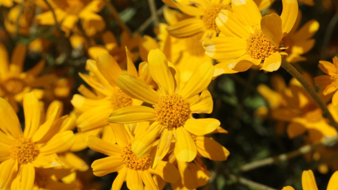 These 17 Native Perennials Will Self-Seed This Fall In Oregon If You ...