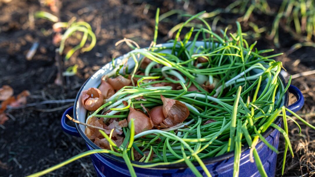 These Crops Can Be Grown In Buckets Year-Round In Utah