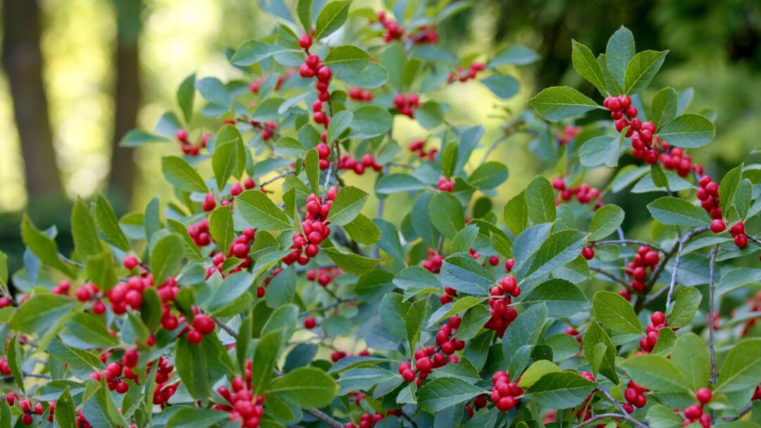 These Native Shrubs Will Feed Birds Through Winter In New York