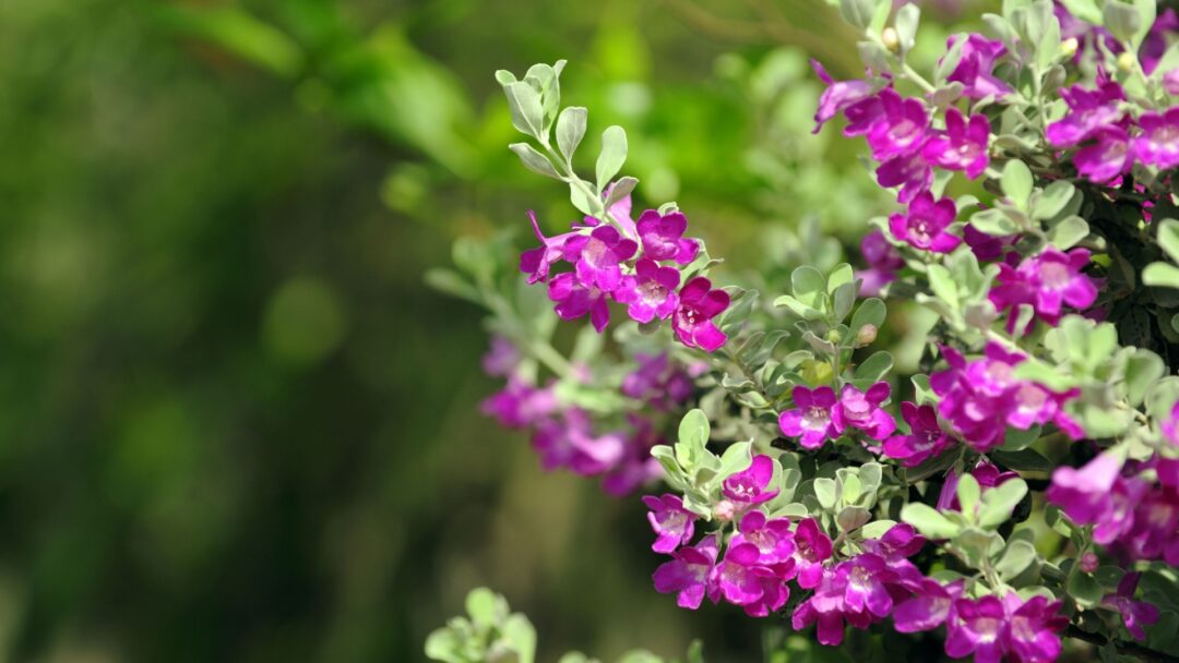 These Native Texas Shrubs Are Stealing The Show In Late Summer