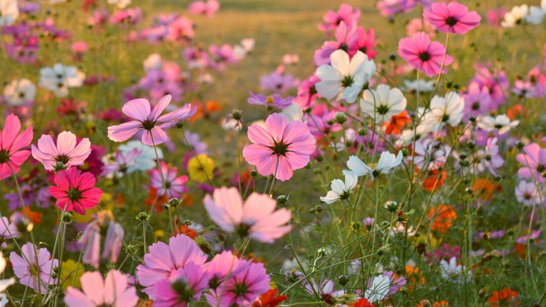 These Old-Fashioned Flowers Are Back In Alabama Gardens
