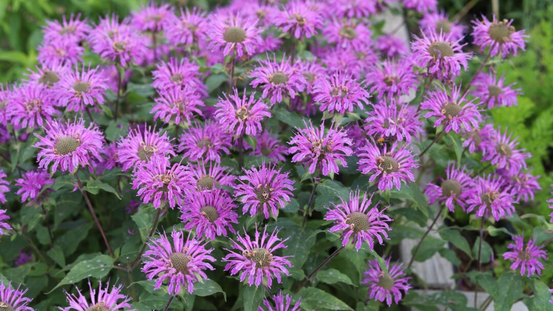 These Underrated Wildflowers Can Rescue Illinois Pollinators This Month