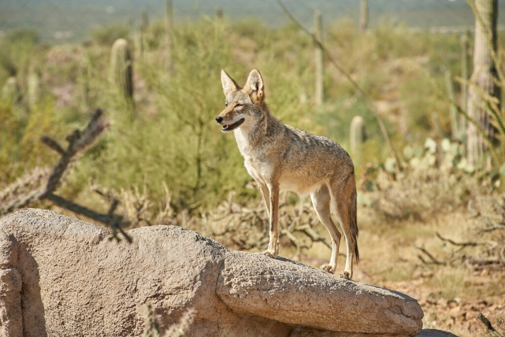 Things To Do If A Coyote Shows Up In Your Arizona Yard (And 4 Mistakes ...