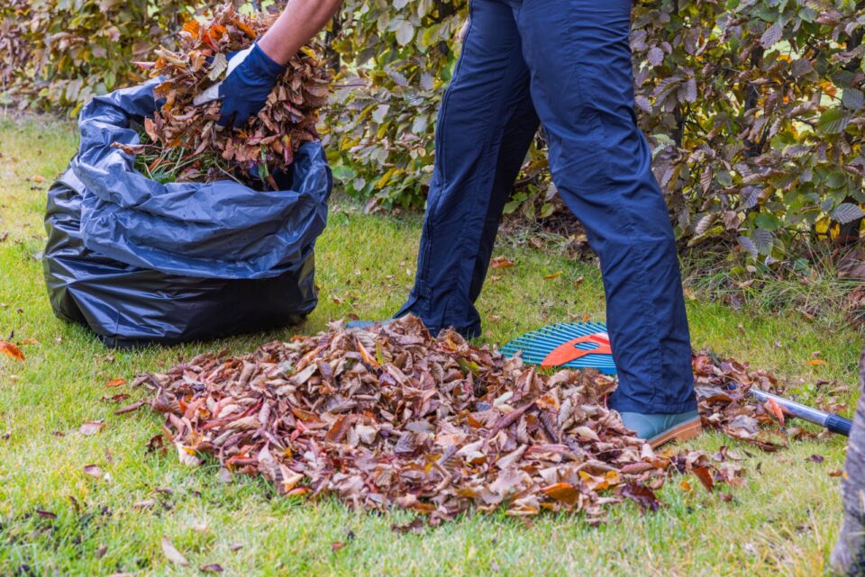 Turn Fallen Leaves Into Garden Gold In Michigan