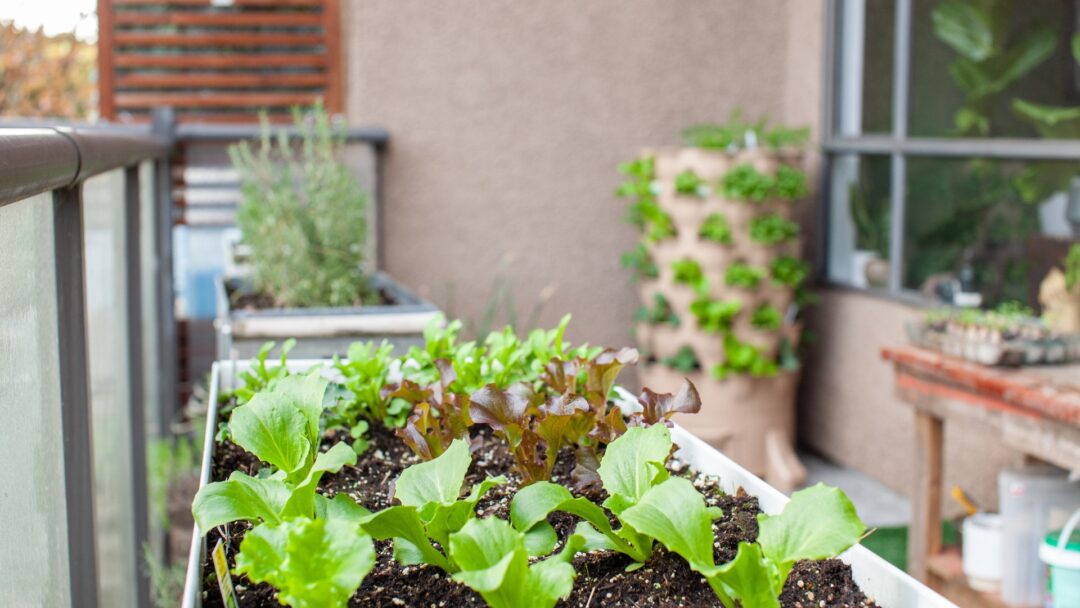 Vegetables That Thrive In Shallow Containers In Arkansas