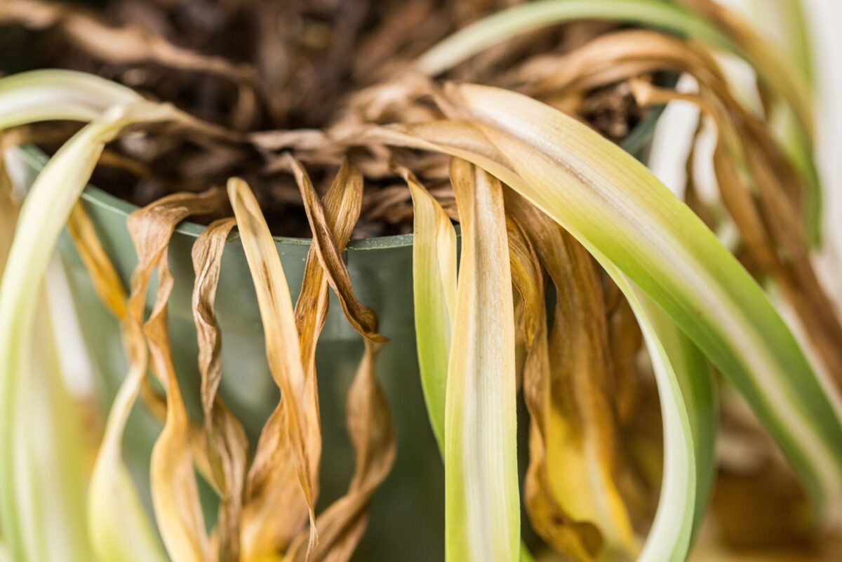 Ways To Tell If Your Spider Plant Is Suffering From Root Rot In Florida ...