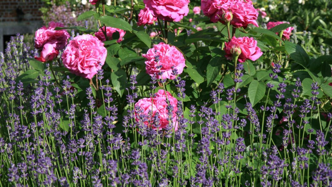 Ways You Could Use Old-World Roses And Lavender For Nostalgia Gardens ...