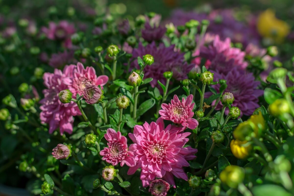 When To Plant Mum Flowers For Beautiful Blooms In Pennsylvania Gardens