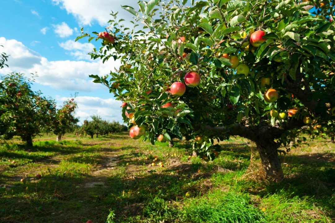 10 Best Apple Orchards In California For Fresh Cider And Fall Harvests