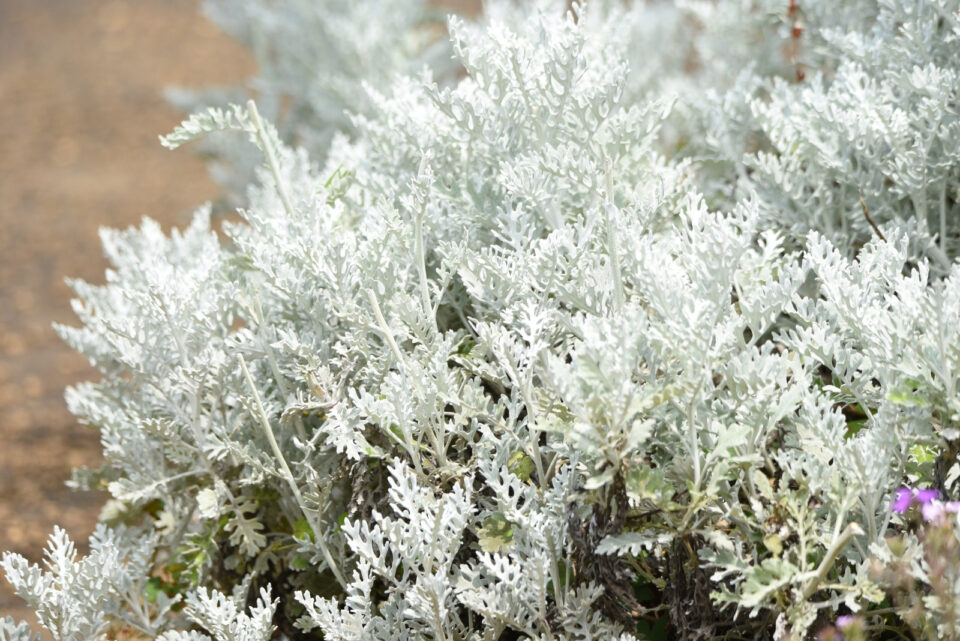 10 Creative Ways To Display Silver Plants In Florida Gardens