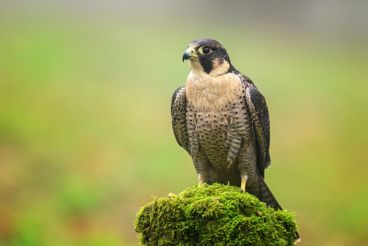 10 Creatures Ohio Homeowners Are Forbidden To Relocate By Law