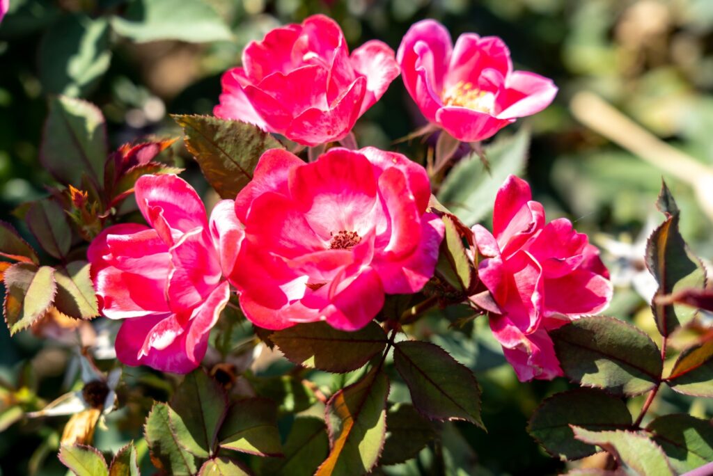 10 Easy Roses For Beginners To Grow In Illinois Gardens