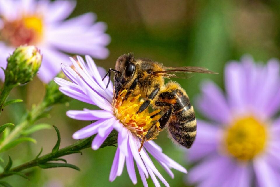 10 Fall Gardening Tips To Support Pollinators In Michigan