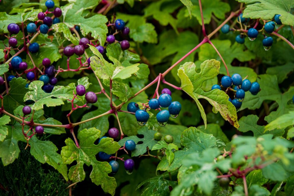 10 Garden Plants Wisconsin May Soon Add To Its Banned List