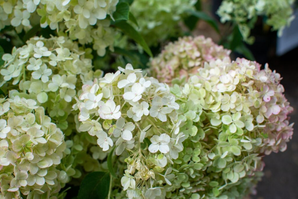 10 Hydrangeas North Carolina Gardeners Should Plant This Fall For ...