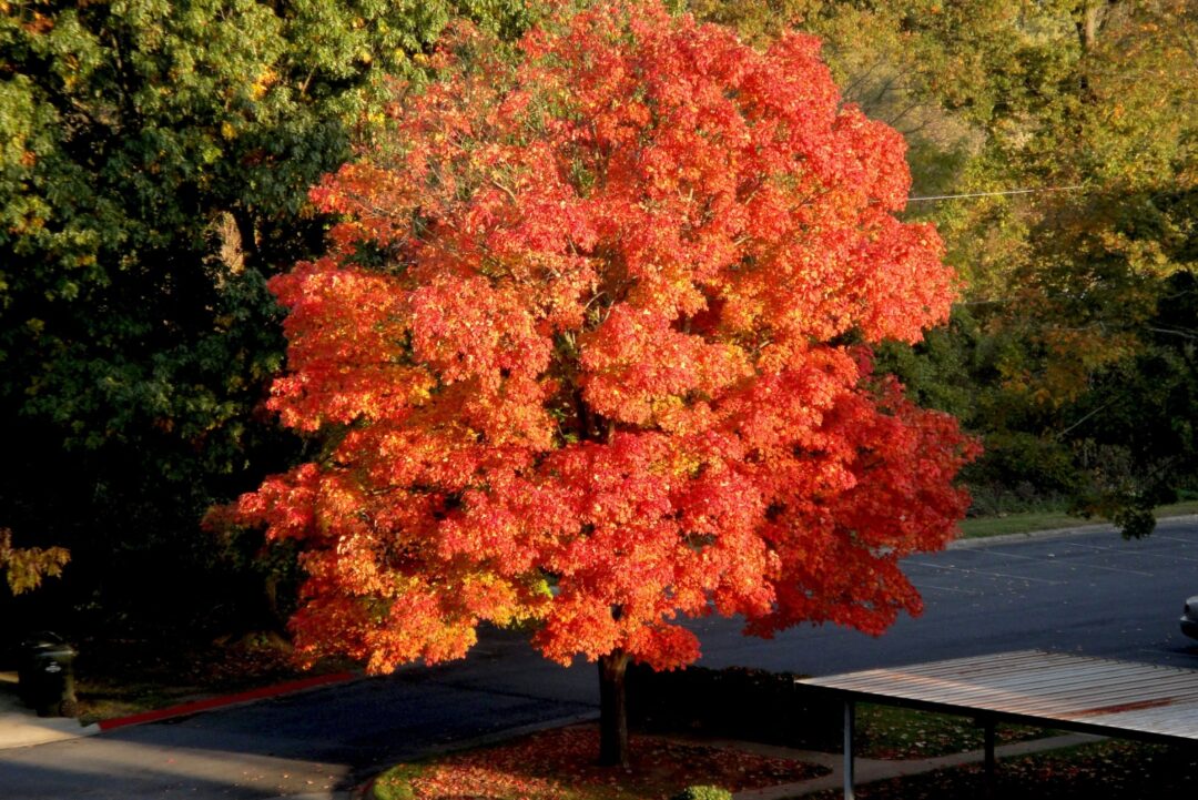 10 Iconic Maple Species That Turn New York Into Fall Magic