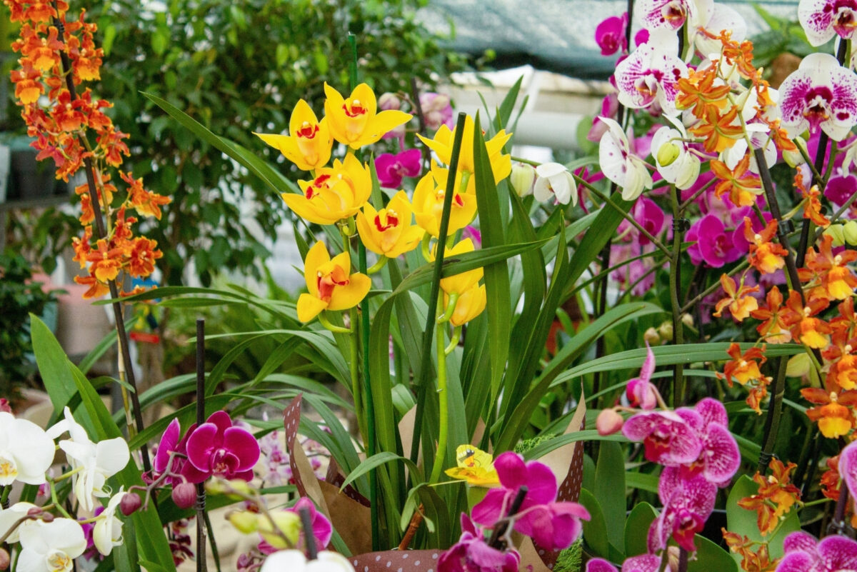 10 Important Needs Every Orchid Plant Has In California