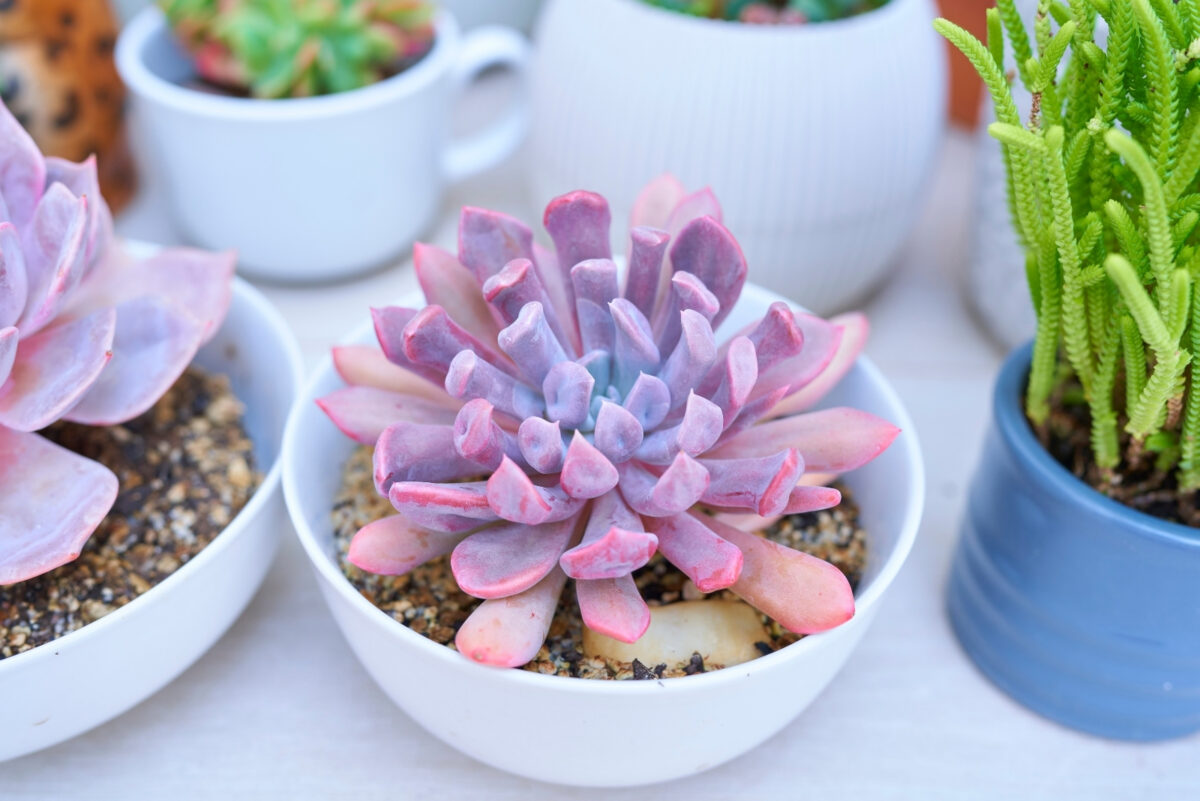 10 Pinkalicious Succulents That Thrive In California Gardens
