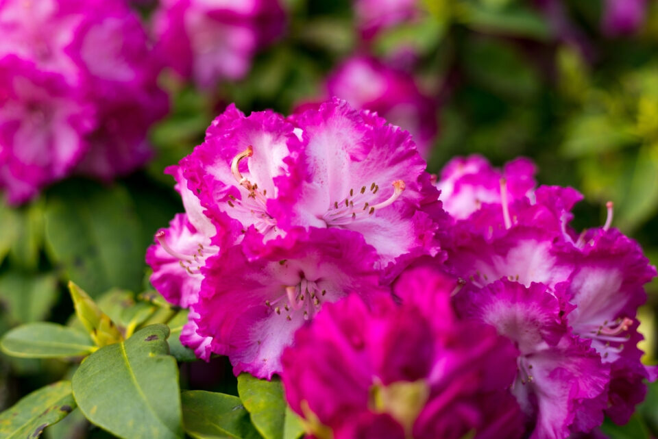 10 Reblooming Azaleas To Grow For Fall Gardens In Georgia