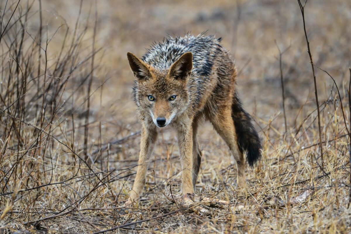 10 Smartest Things To Do If You See A Coyote In Your Louisiana Yard