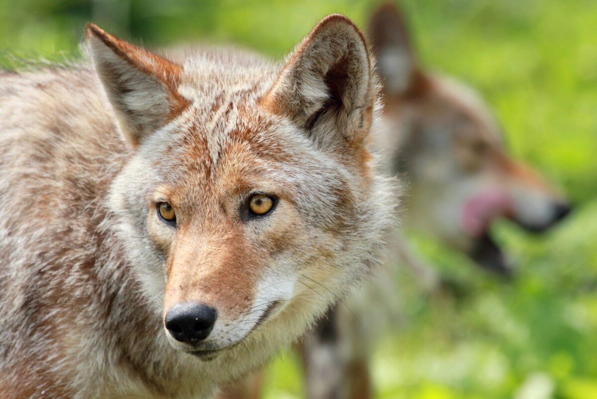 10 Tips To Handle Coyotes In Arkansas Yards Safely