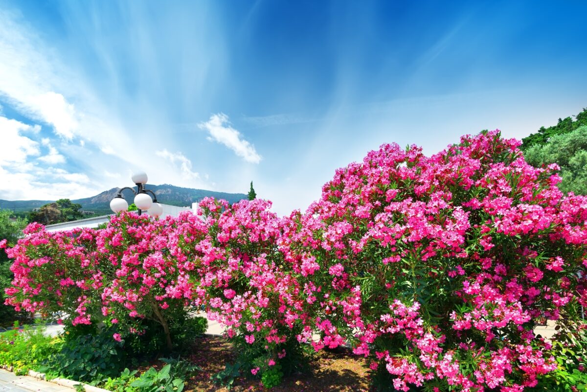 10 Toxic Trees You'll Definitely Want To Avoid In Arizona Yards