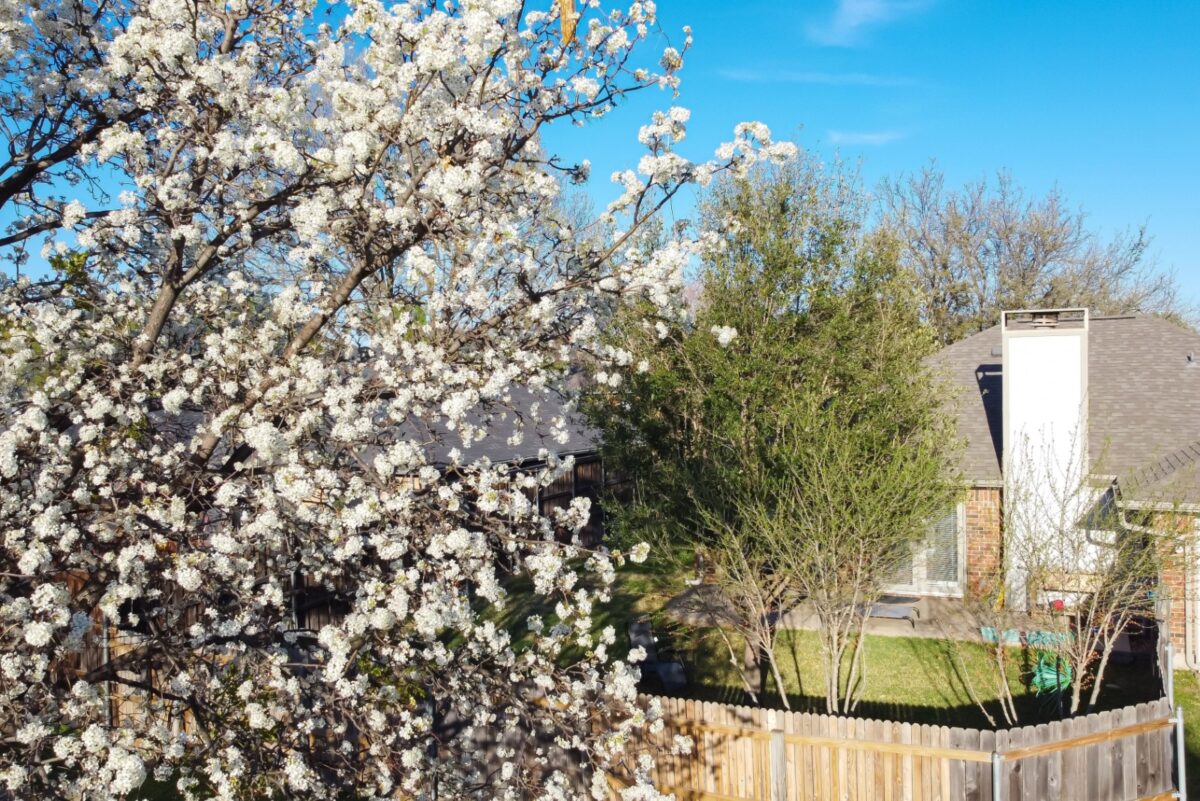 10 Trees You Should Never Plant Near Your Home In Texas