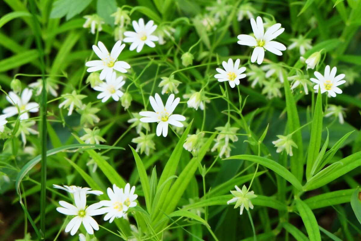 11 Common Weeds Every Texas Homeowner Should Know By Sight