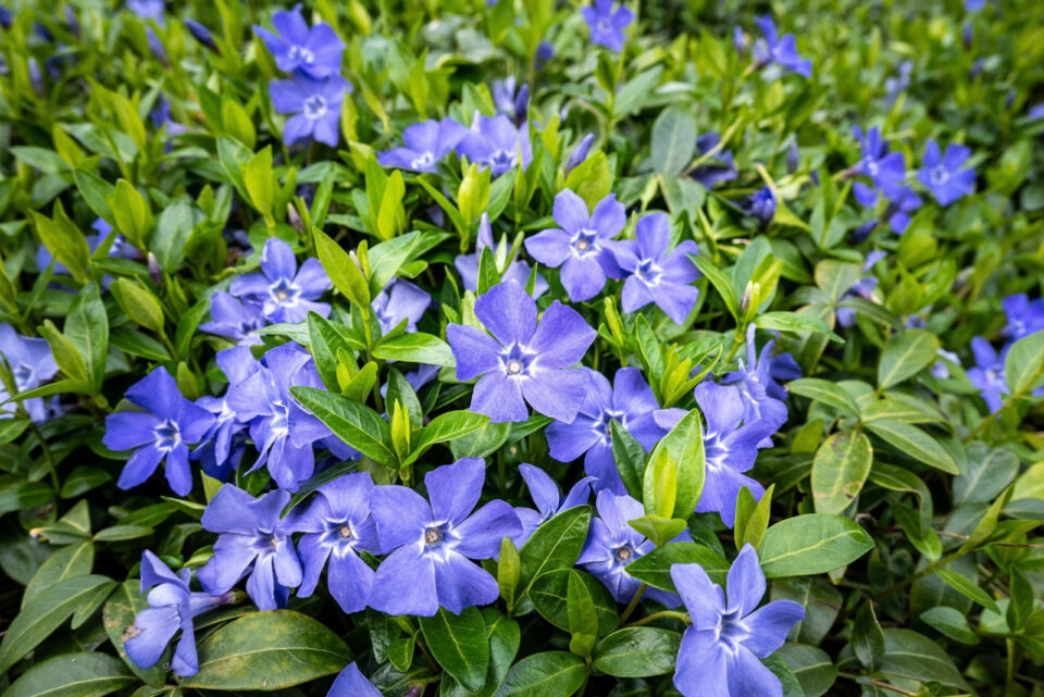 11 Ground Covers That Thrive Around Tree Roots In Florida