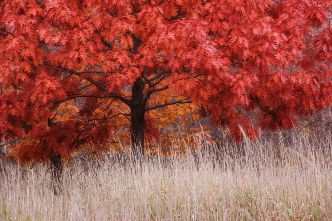 11 Tips To Grow Red Oak Trees For Stunning Late Fall Foliage In ...