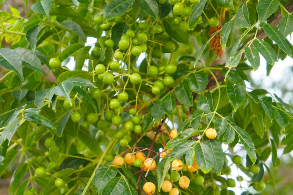 11 Toxic Trees You Should Never Grow In Your Louisiana Yard