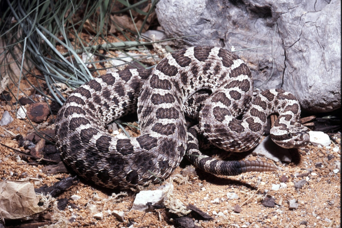 11 Venomous Creatures Found In Michigan Worth Knowing About