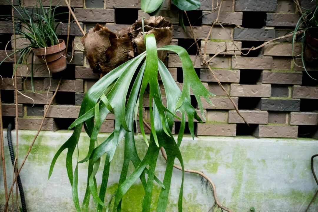 12 Amazing Plants That Can Thrive Without Roots In Colorado
