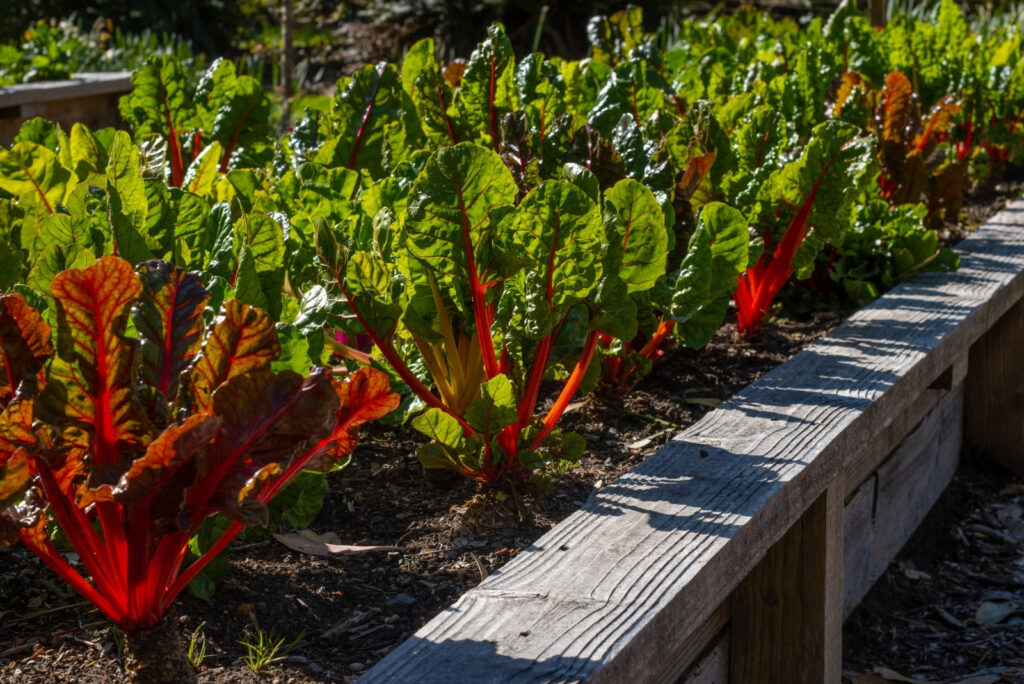 12 Cut And Come Vegetables You Can Grow For Long Harvests In Texas