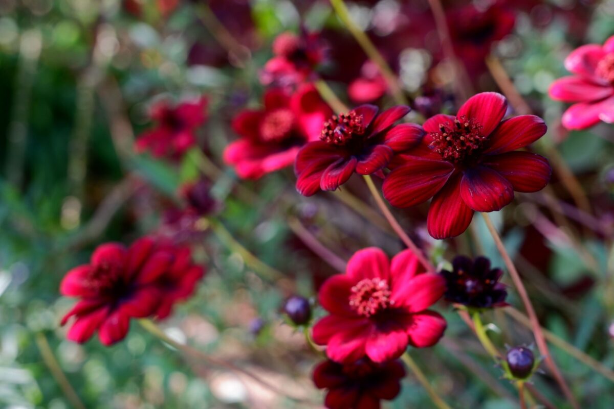 12 Fragrant Fall Flowers That Will Fill Georgia Gardens With Autumn Aroma