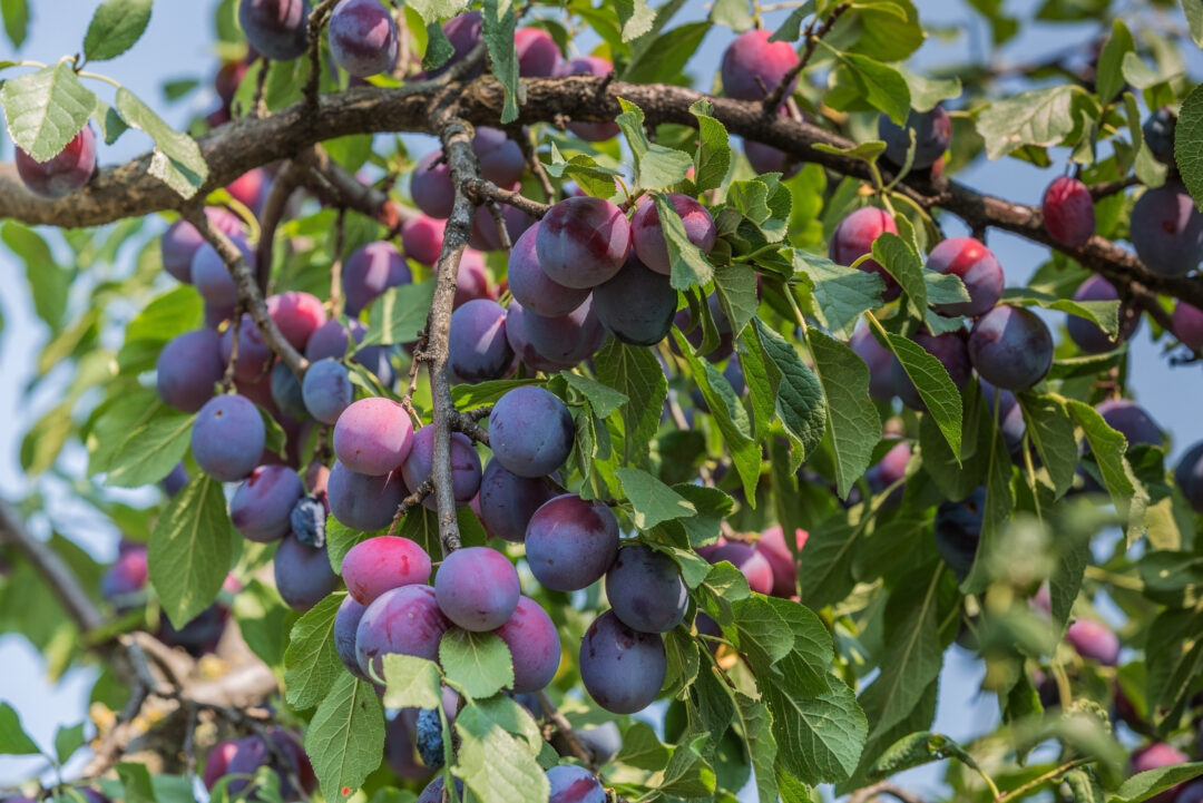 12 Fruits Worth Planting From Seed In Wisconsin This September