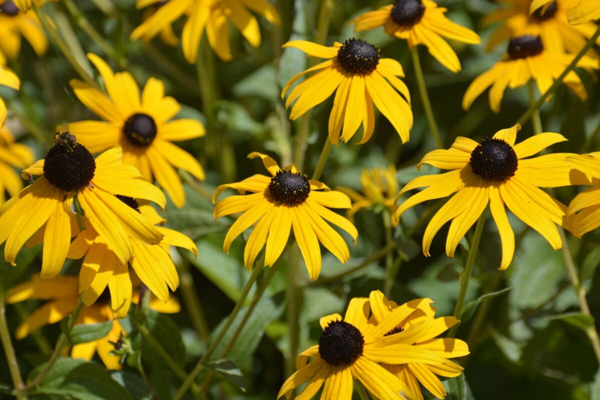 12 Hardy Perennials In Indiana That Bloom Even More When Left Alone